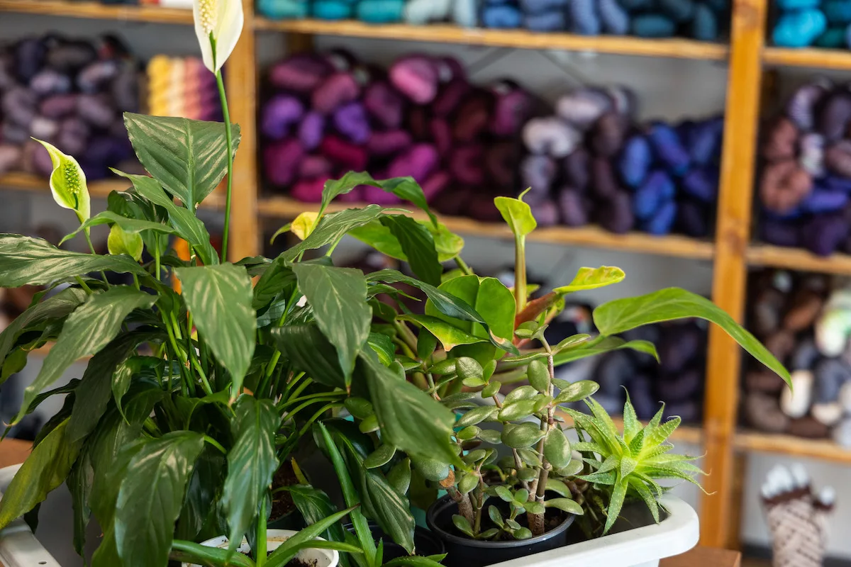 Secret Stash Club Reveal: Life of Plants - SweetGeorgia Yarns