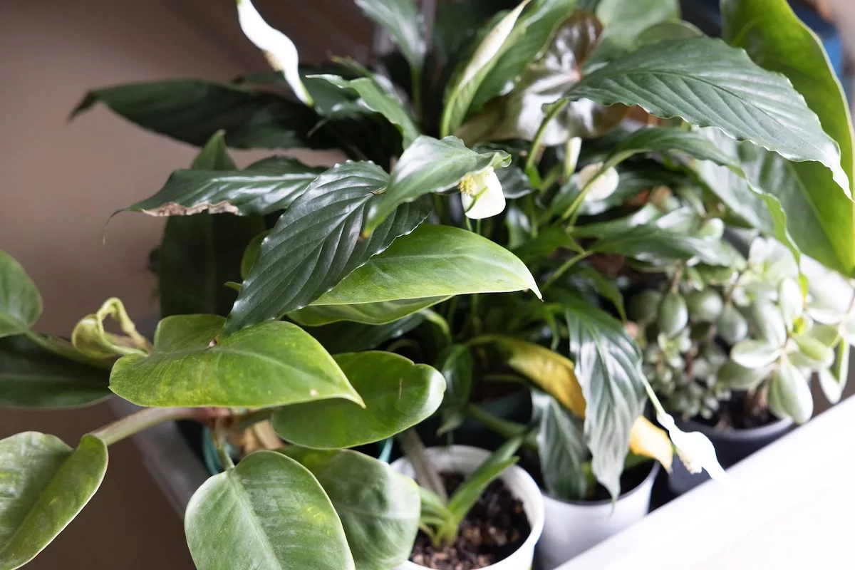Secret Stash Club Reveal: Life of Plants - SweetGeorgia Yarns